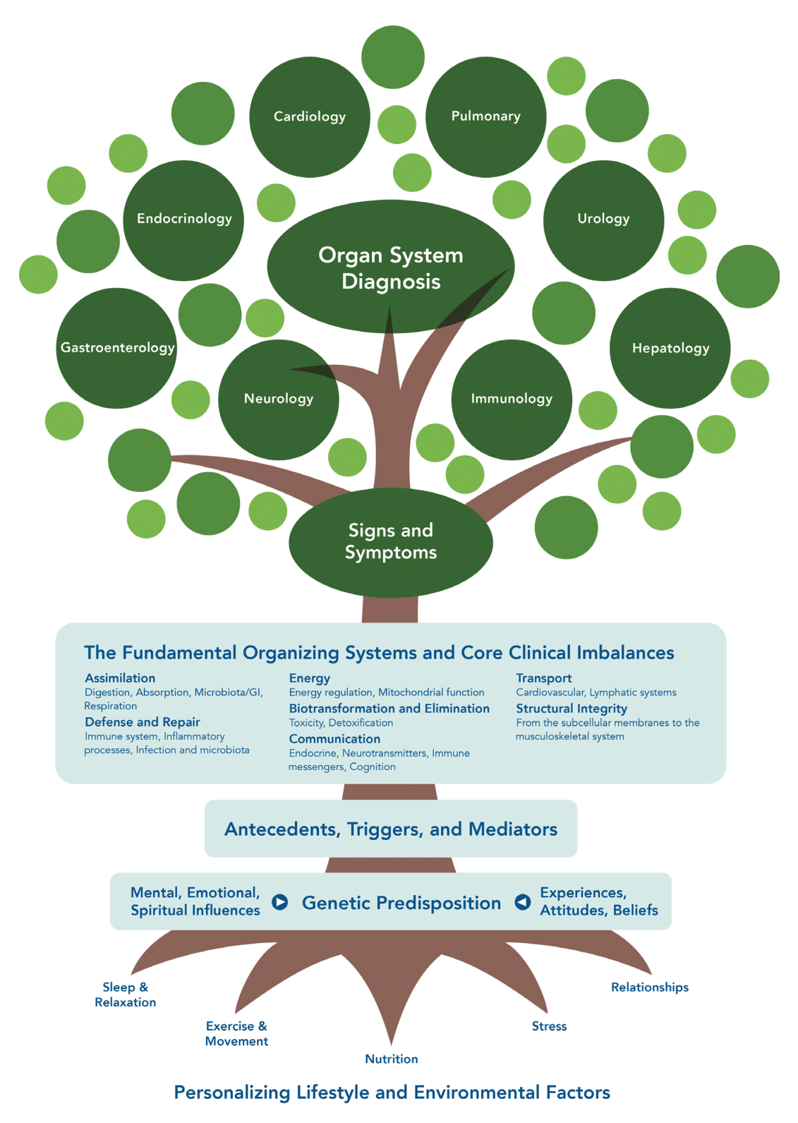 Functional Medicine – Root Cause Medicine | Agami Health